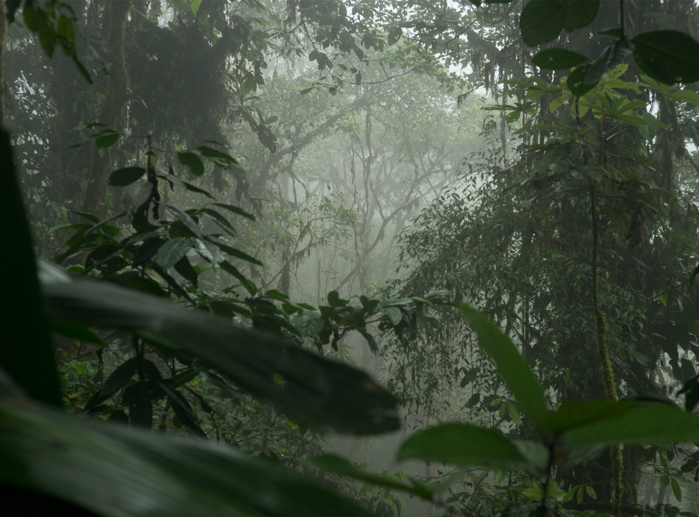 Beyond Language | PCA–STREAM