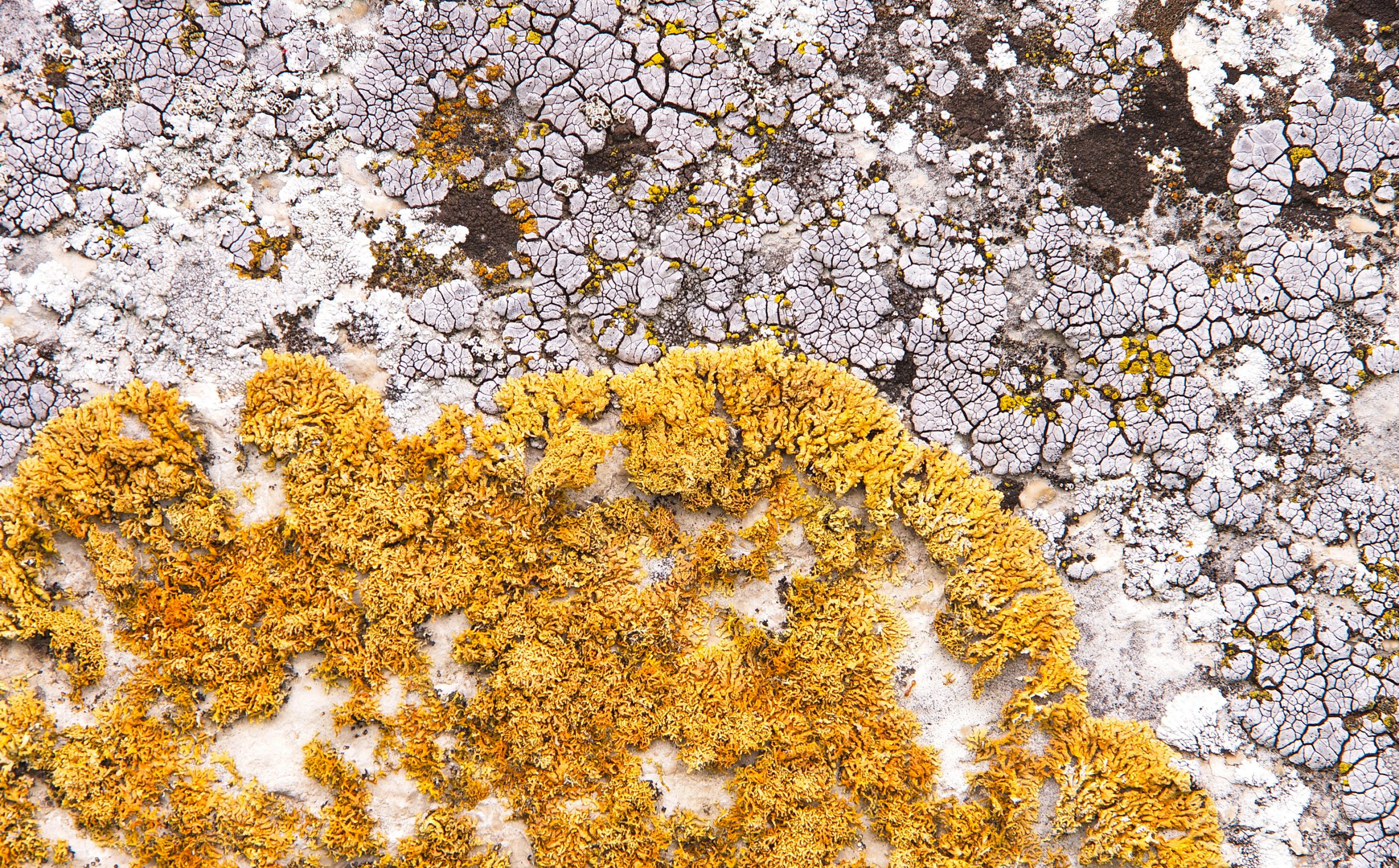 Dwelling, Hospitality of the Living | PCA–STREAM